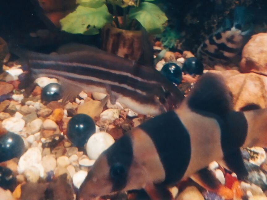 Боция клоун