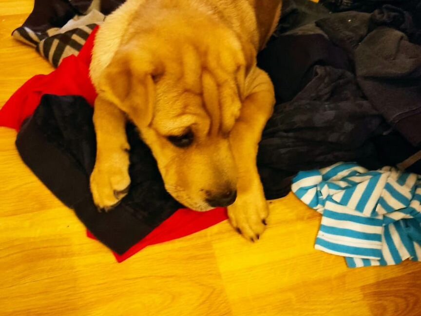 Собака в добрые руки щенок,помесь