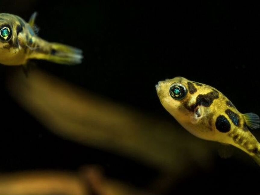 Тетрадон карликовый