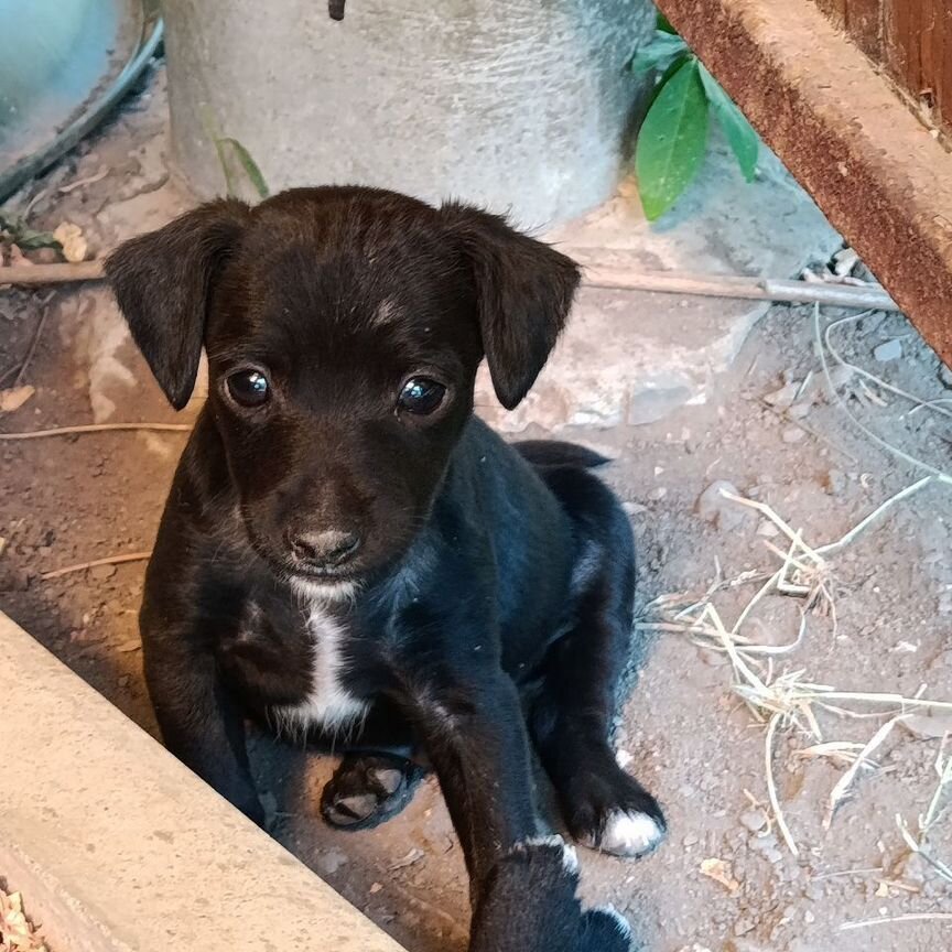 Щенки с ответственные руки