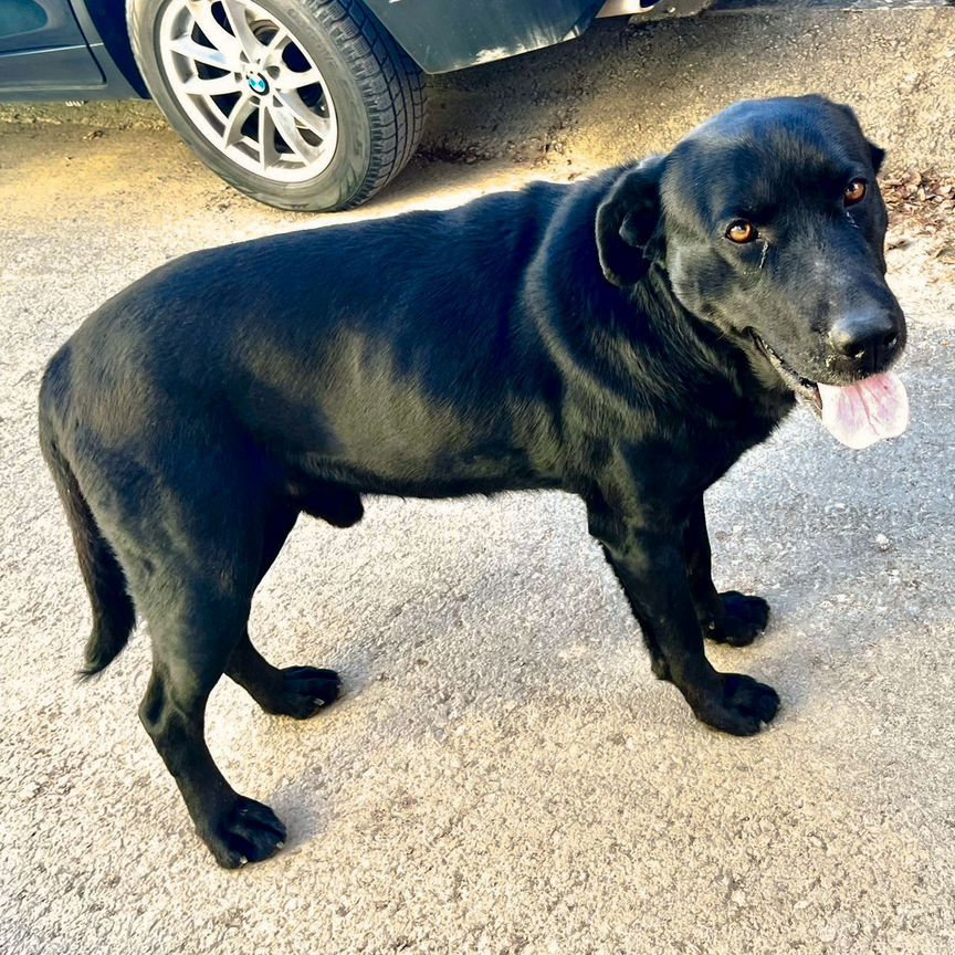 Метис алабая кобель вдобрые руки