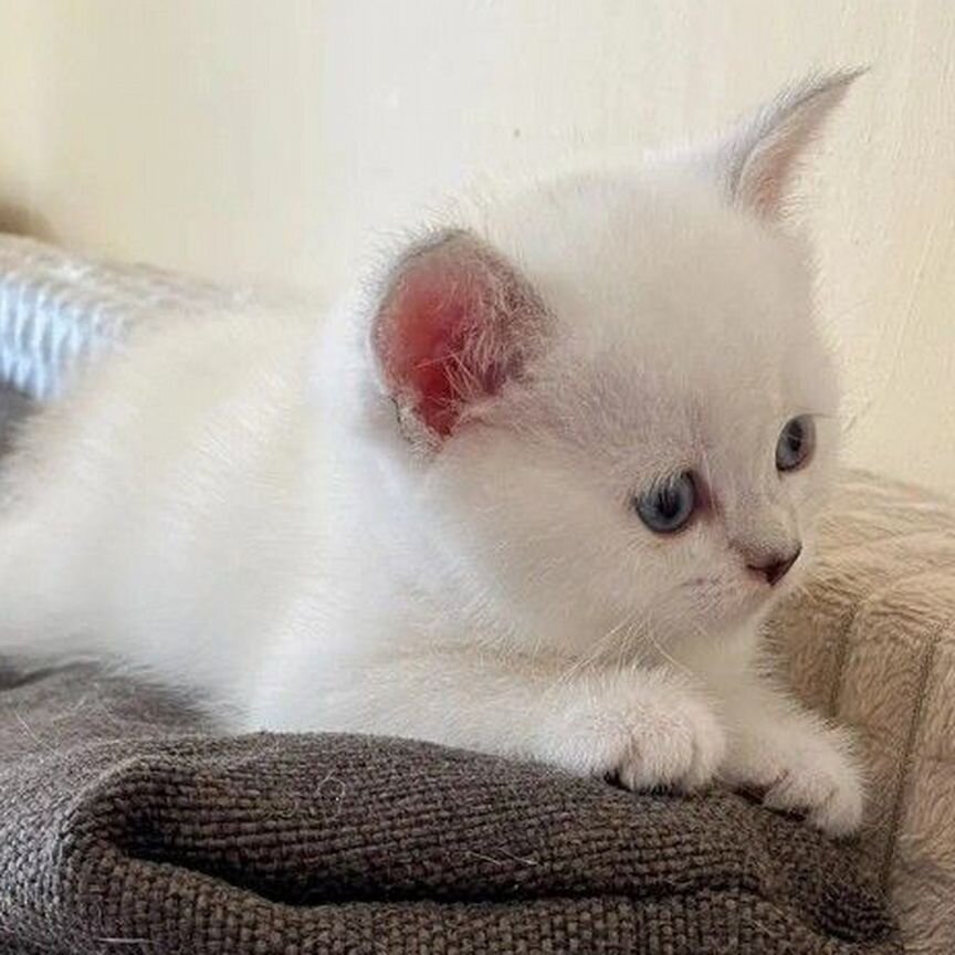 Шотландский прямоухий короткошёрстный котёнок