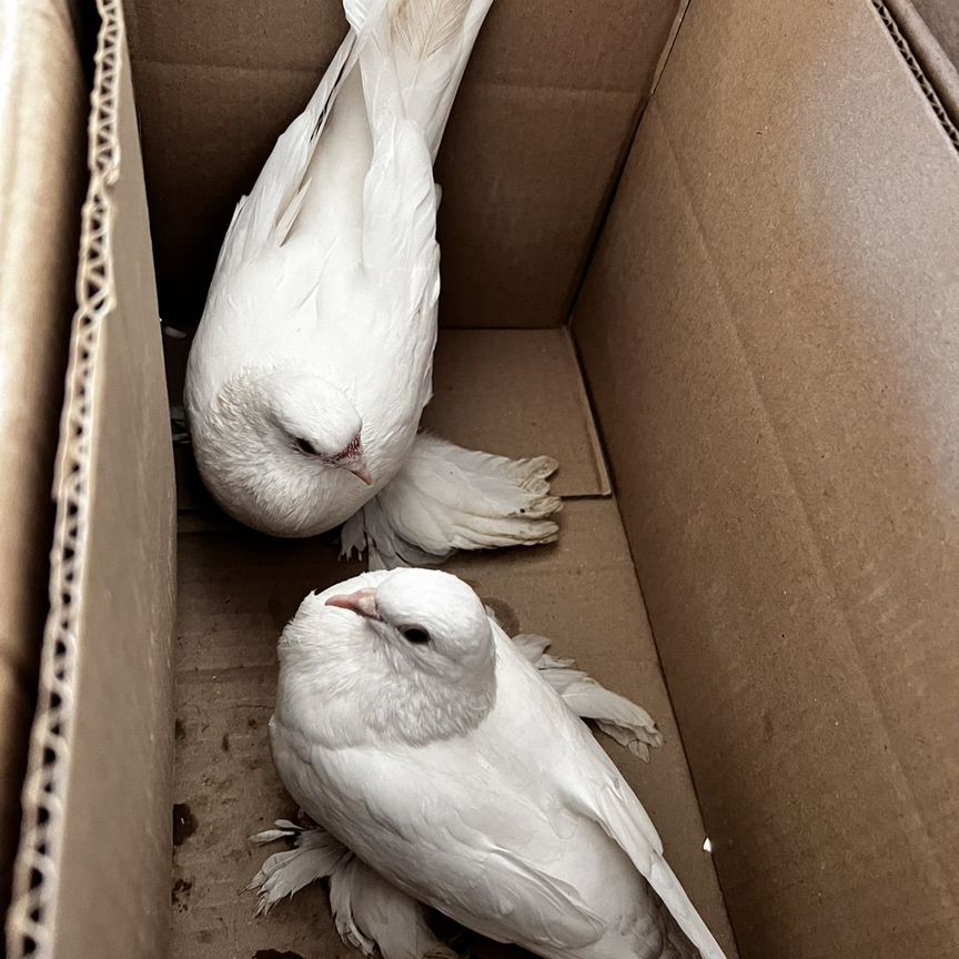 Голуби декоративные