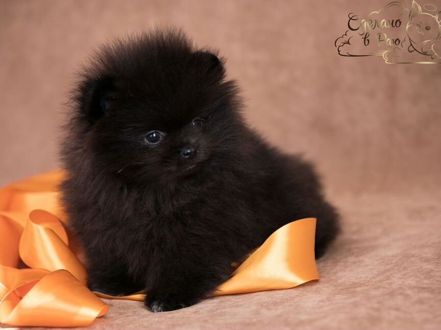 Померанский шпиц тип мишка