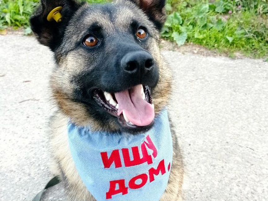 Собака в добрые руки