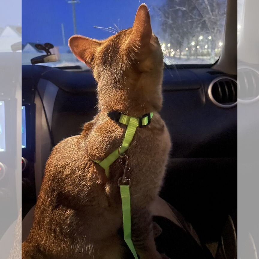 Аббисинская кошечка