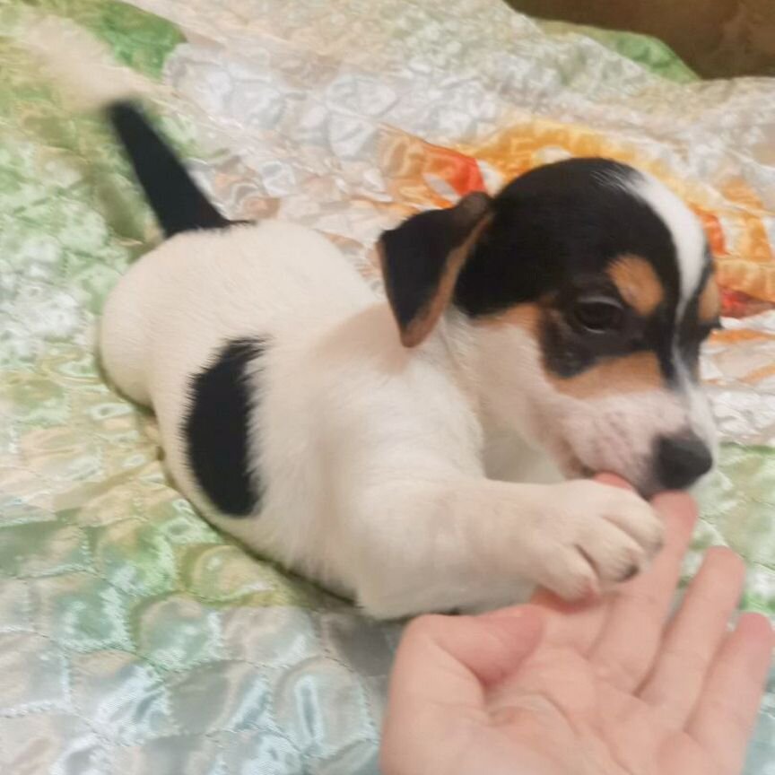 Джек рассел терьер рфк