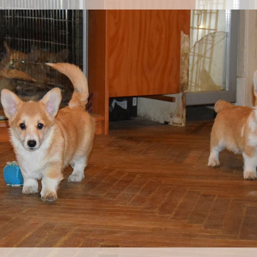 Вельш Корги Пемброк, щенок