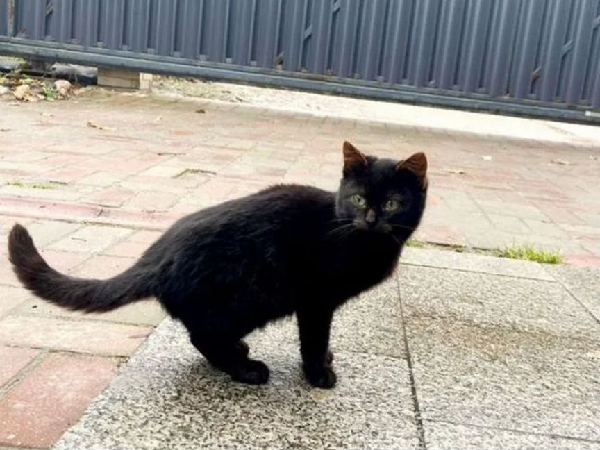 Чёрная кошечка)