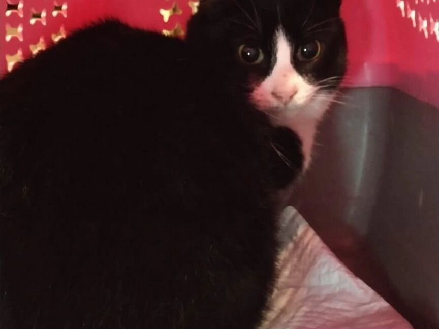 Котик черный в добрые руки