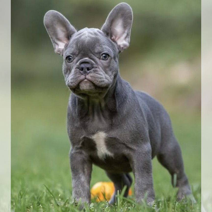 Лиловая девочка француза