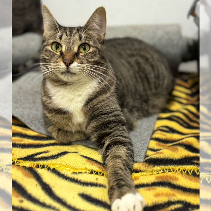 Взрослая, кошка в добрые руки