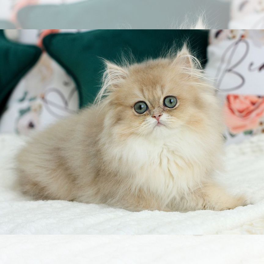 Британские котята шиншилла