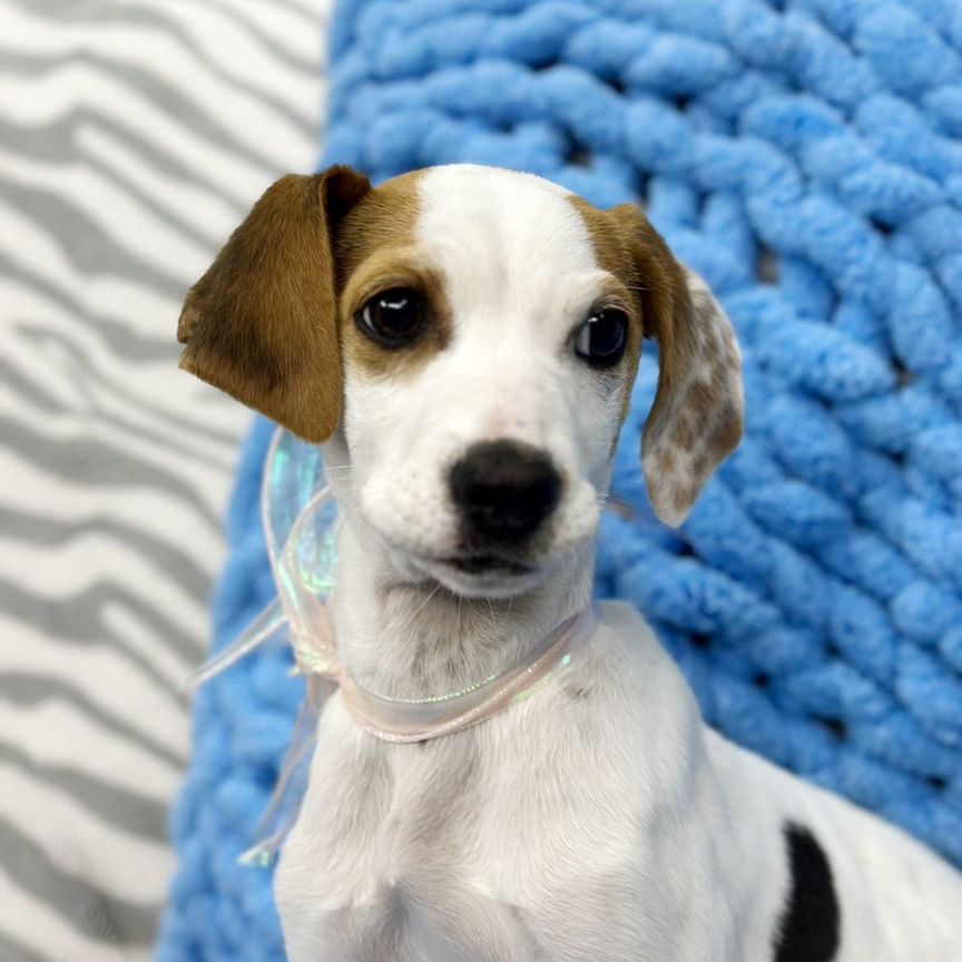 Щенки в добрые руки