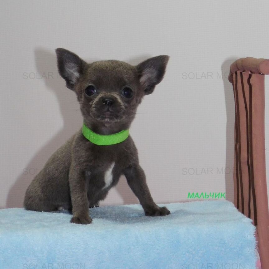 Чихуахуа, щенок