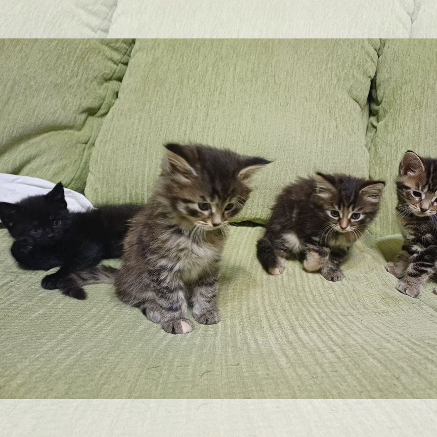 Мейн-кун котёнок