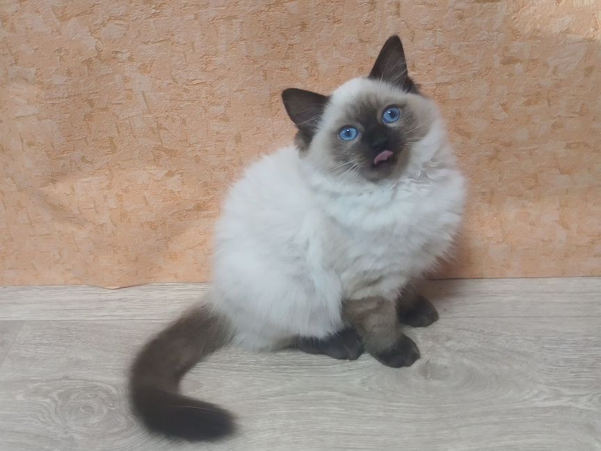 Малышка регдолл