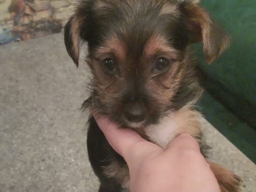 Маленькая собака