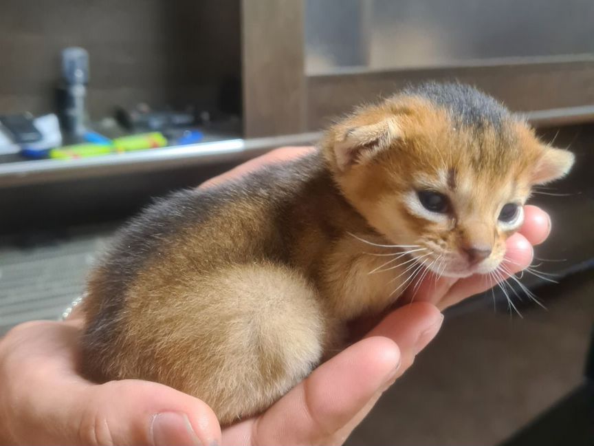 Абиссинские котята