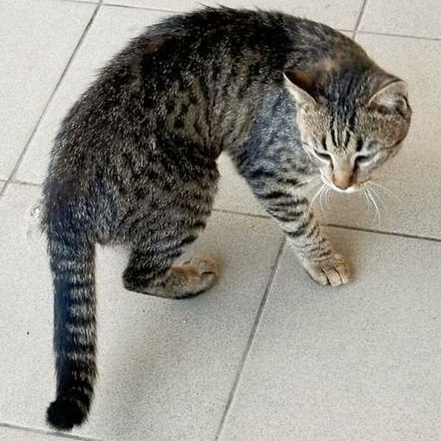 Нашелся кот, ищем хозяина