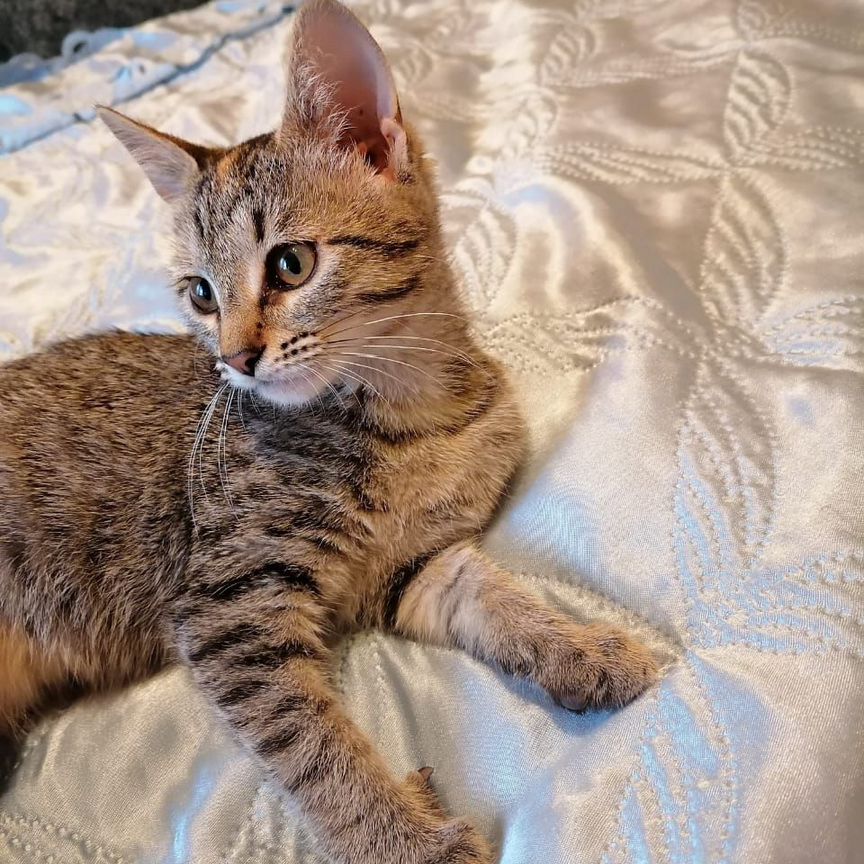 Хорошенький котенок в добрые руки