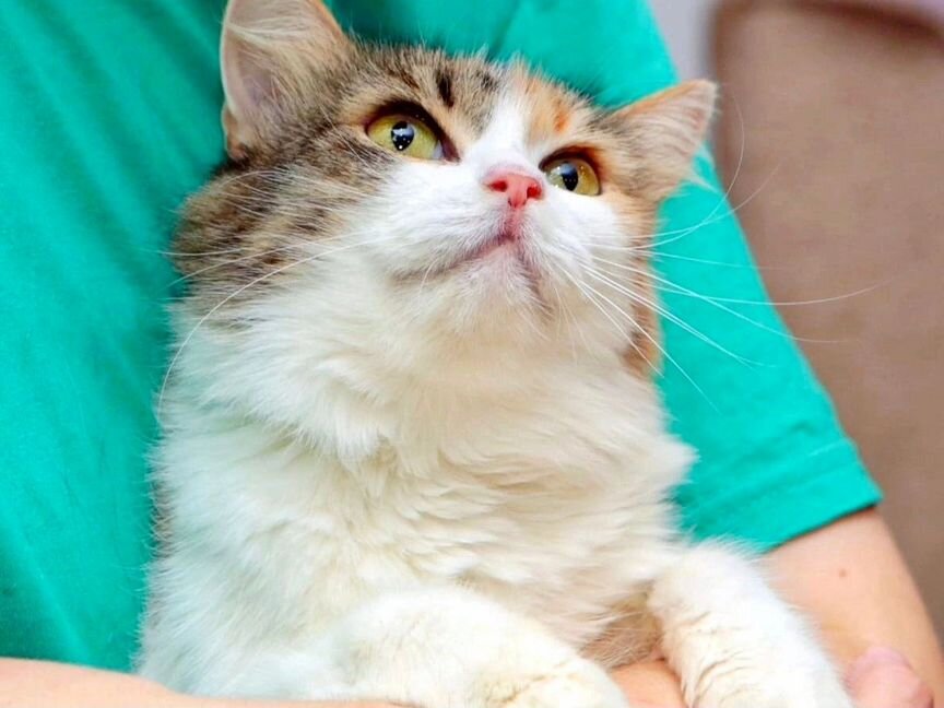 Кошка Мира в добрые ручки