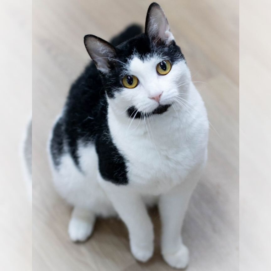 Взрослая, Девочка кошка в добрые руки