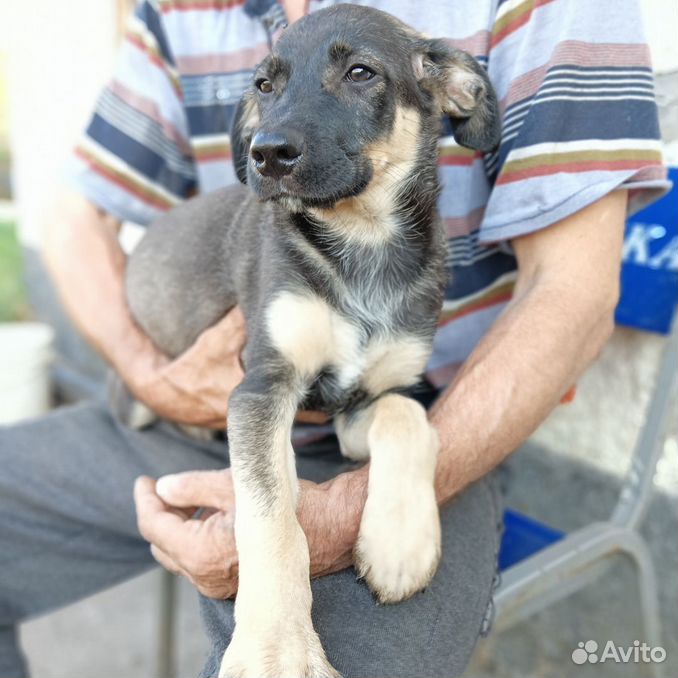 Красивый мальчик щенок, в добрые руки, привезу