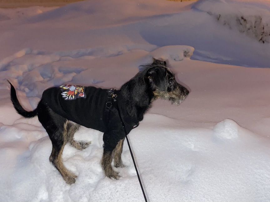 Собака в добрые руки