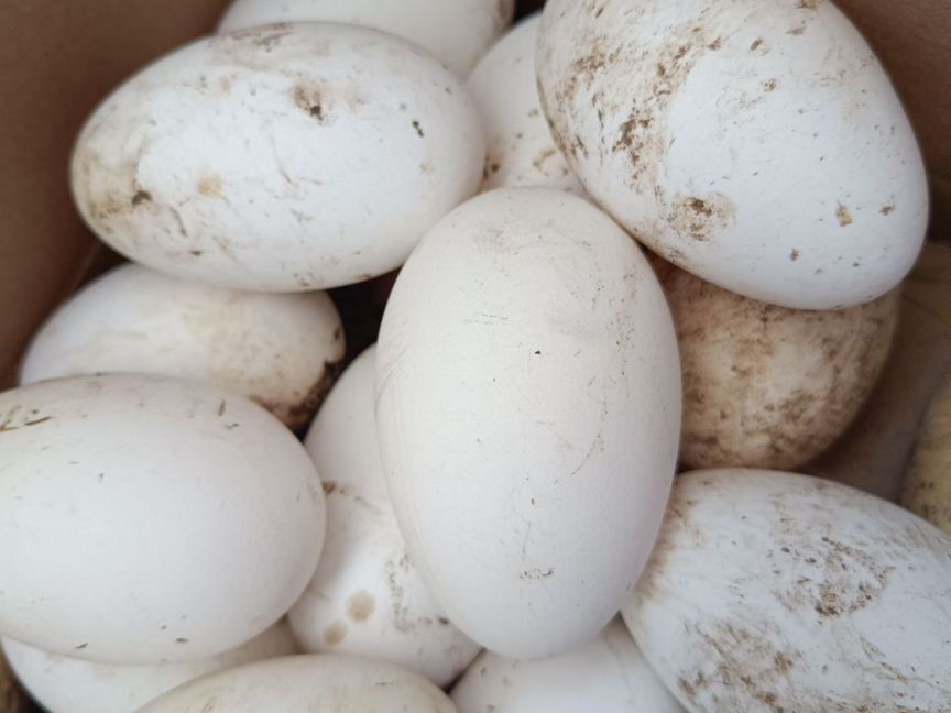 Яйцо гусиное