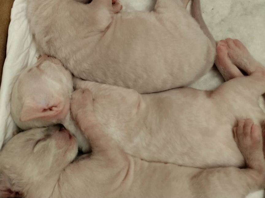 Котята корниш-рекс