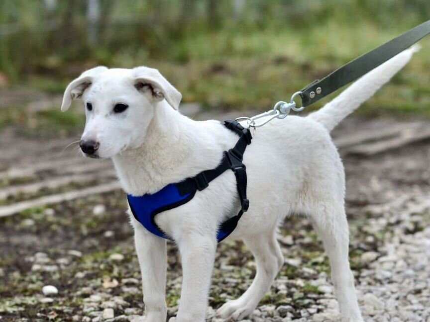 Щенок мальчик Рикки 4 мес ищет дом