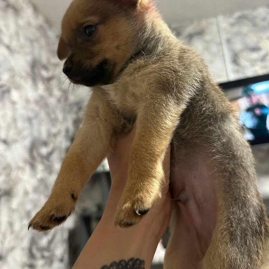 Помесь шпица