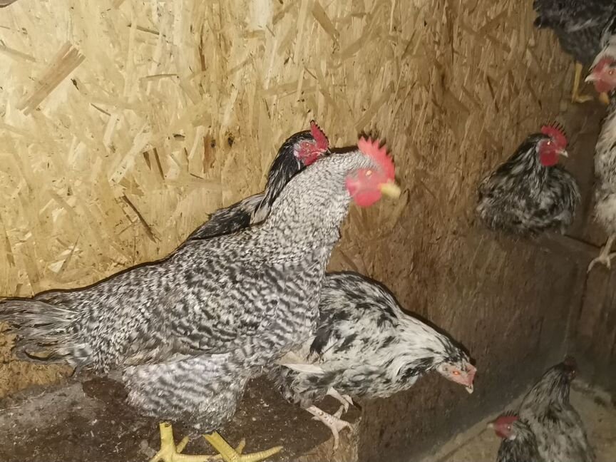 Молодые петухи плимутрок и австролорп