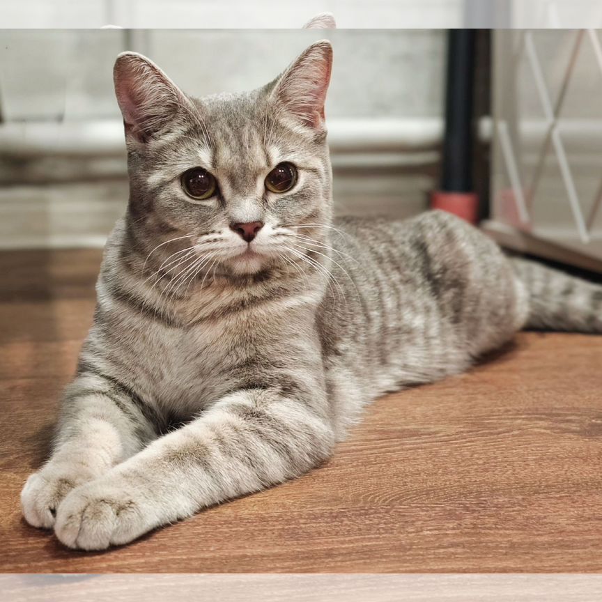 Кошечка 5 месяцев