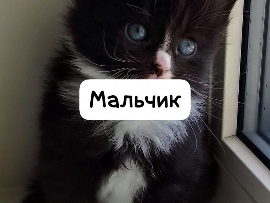 Сибирские пушистики