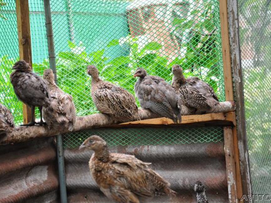 Фазаны охотничьи (простые)