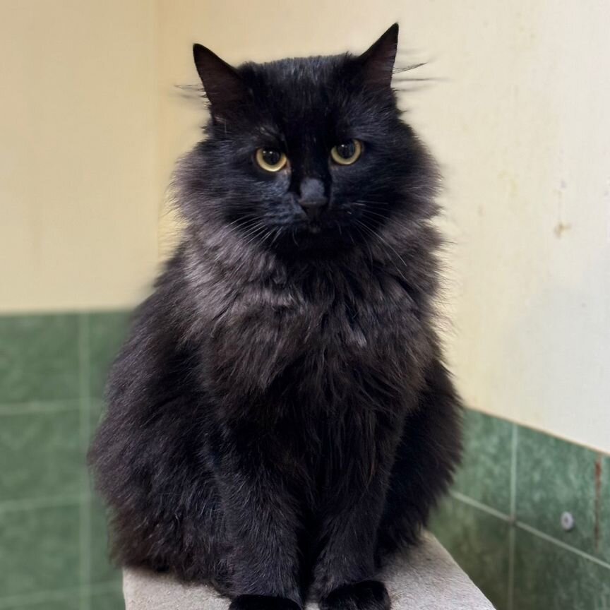 Осторожный котик Пуш