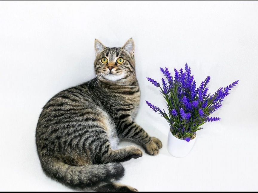 Европейская кошка