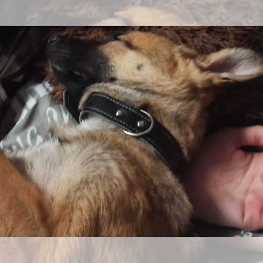 Бельгийская овчарка, щенок