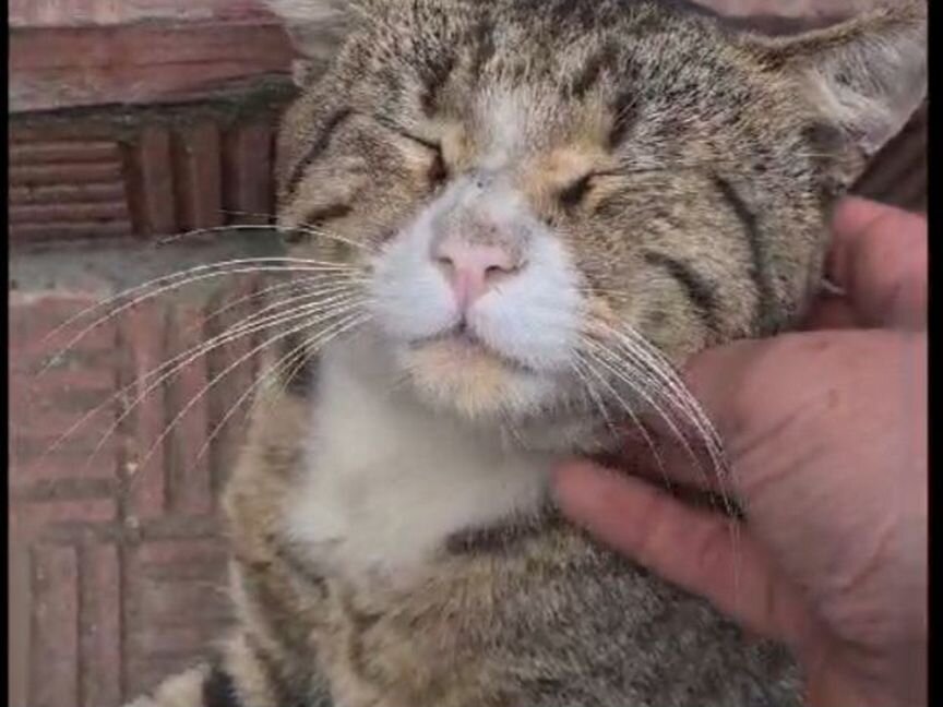 Кот Боня