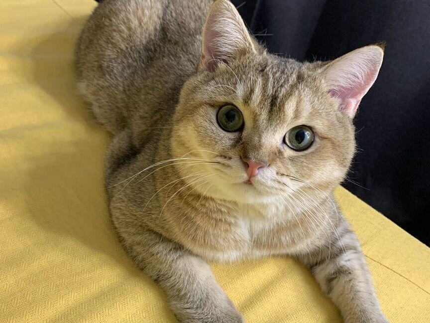 Шотландский кот на вязку