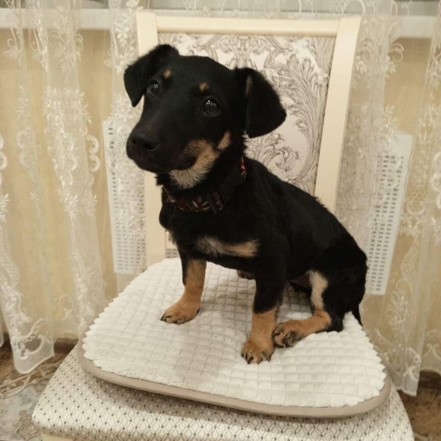 Щенок подросток в добрые руки