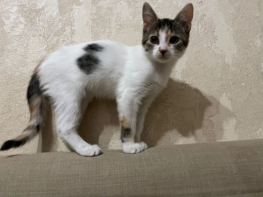 Отдам котенка трехцветочку