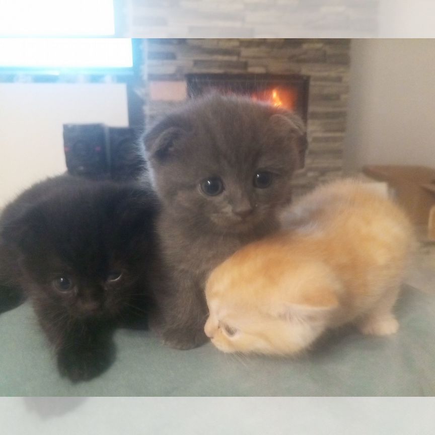 Шотландская