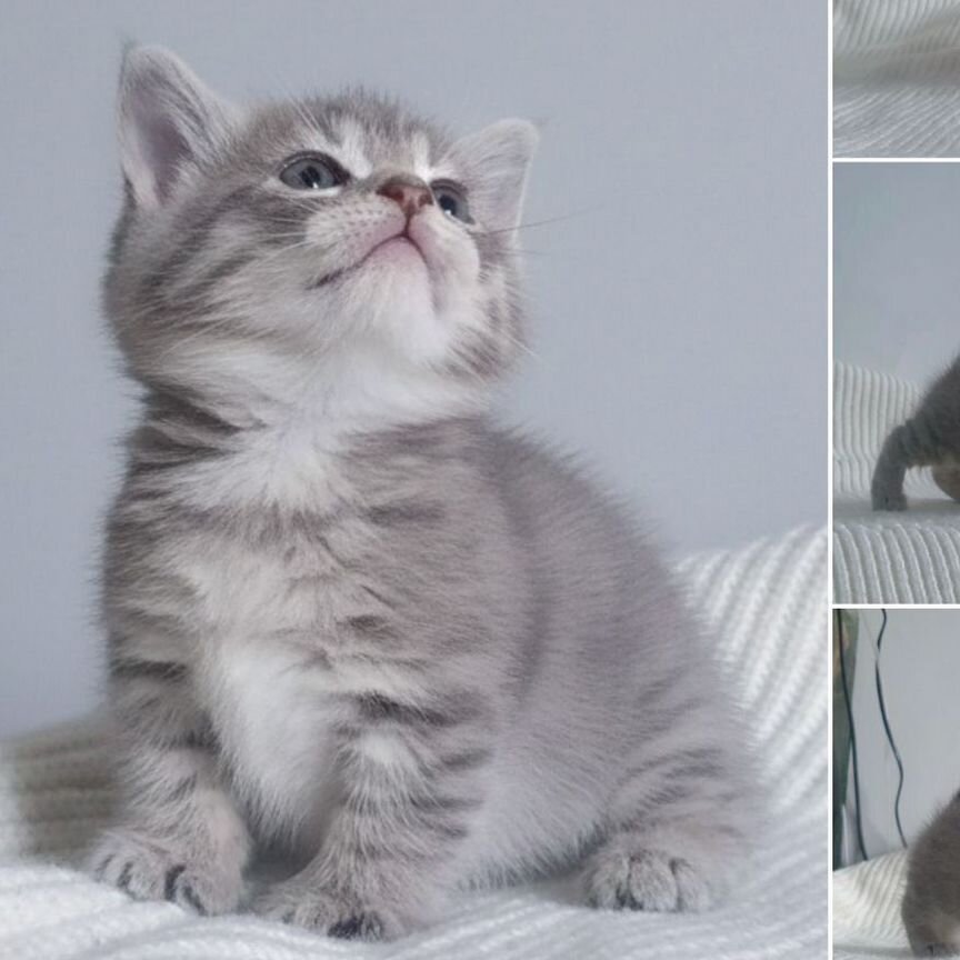 Манчкин котёнок