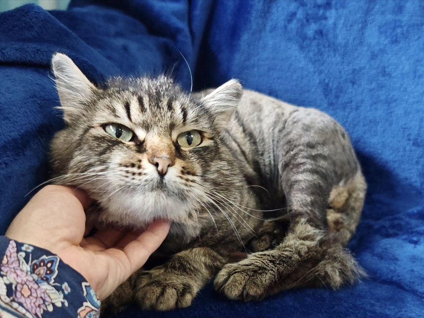 Сибирский кот в добрые руки