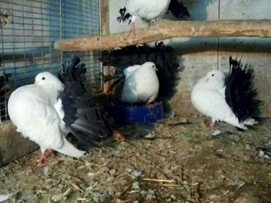 Чернохвостые павлины, голуби