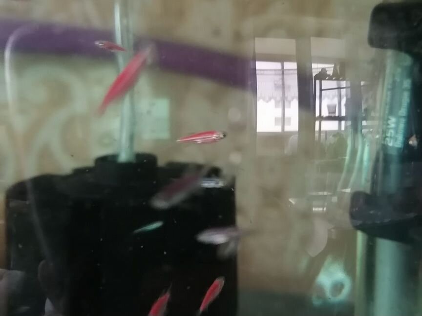 Мальки данио гло