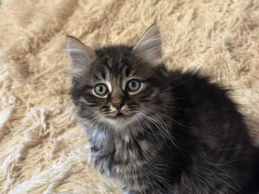 Котята шотландской вислоухой